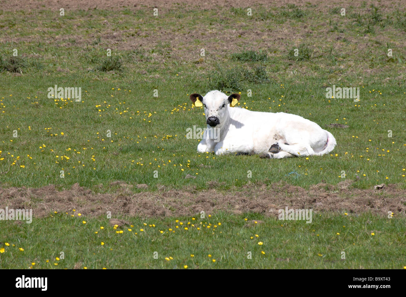 A young calf sitting in the grass Stock Photo - Alamy