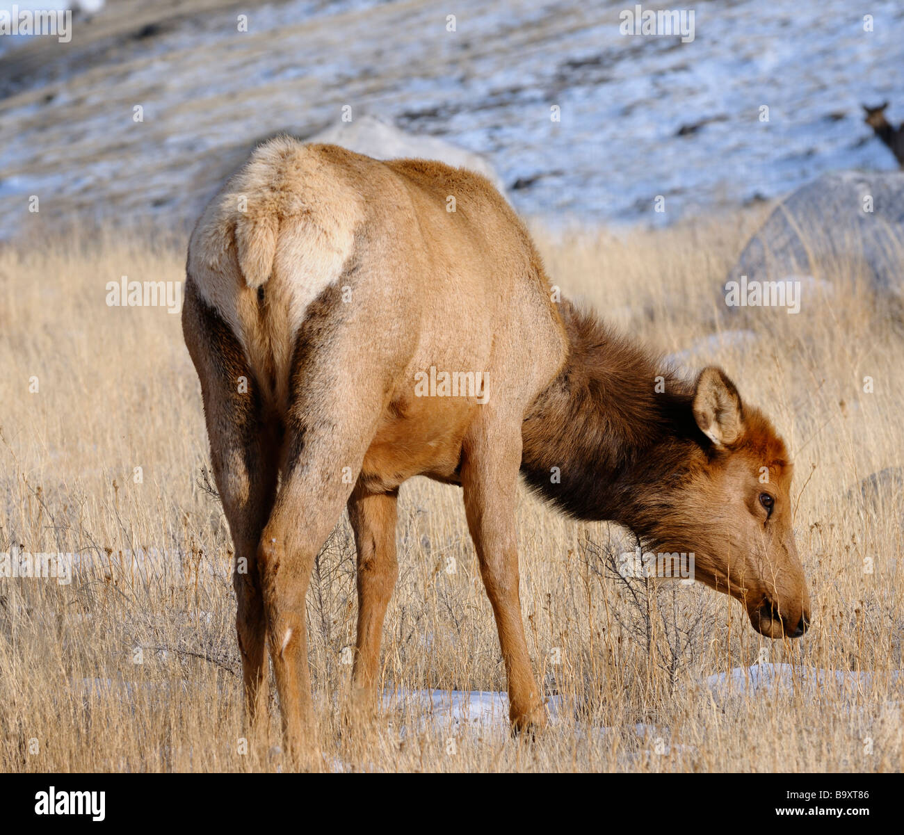 Young female Elk in grassland hills Gardiner Montana near Yellowstone ...