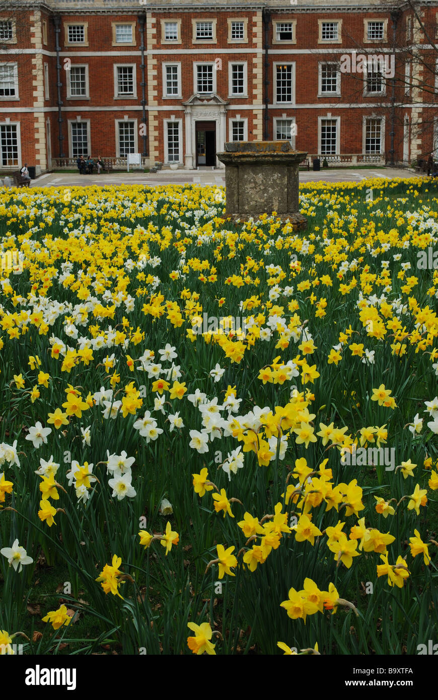 Daffodil field around Middlesex University at Trent Park,North London ...