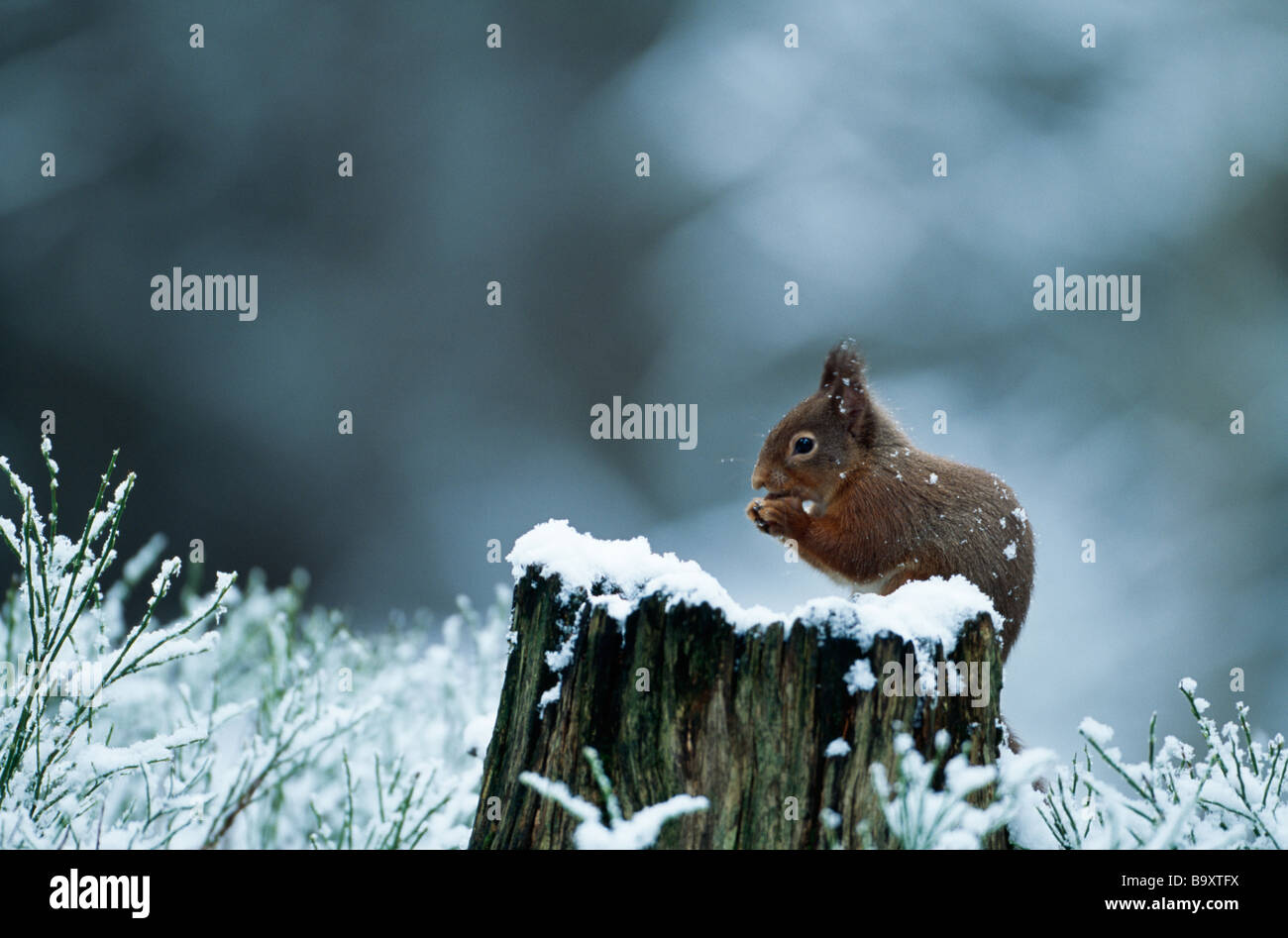 Red Squirrel sat eating on snow covered tree stump Stock Photo - Alamy