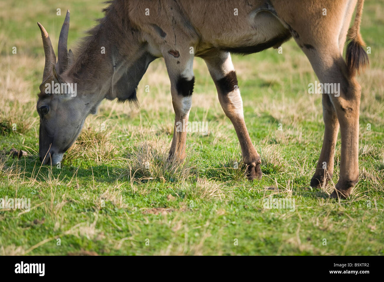 Common Eland, Southern Eland or Eland antelope (Taurotragus oryx ...