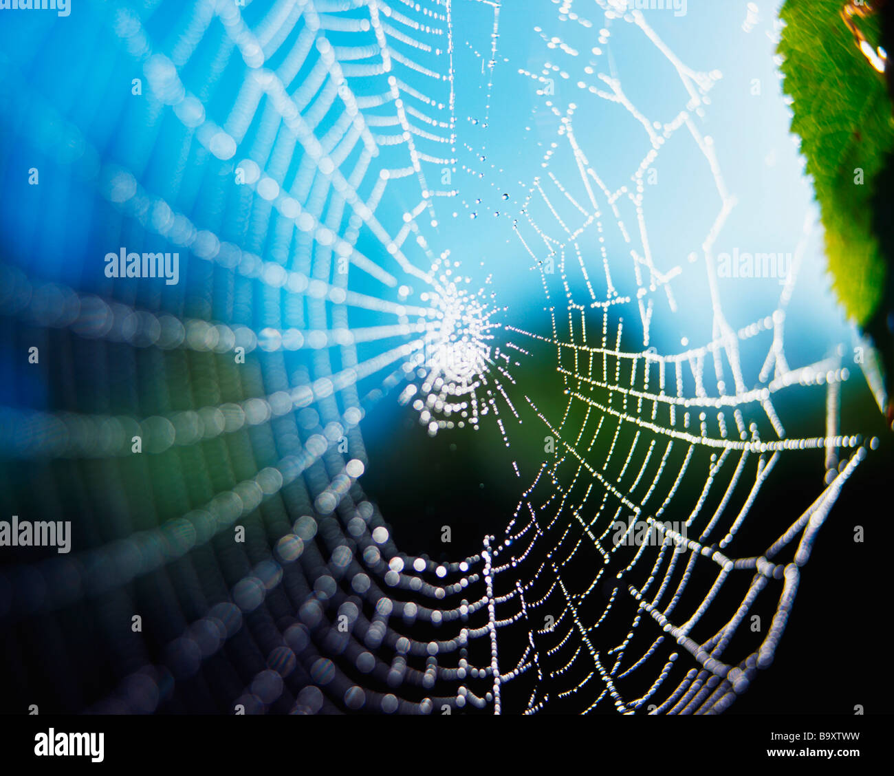See spider pics hi-res stock photography and images - Alamy