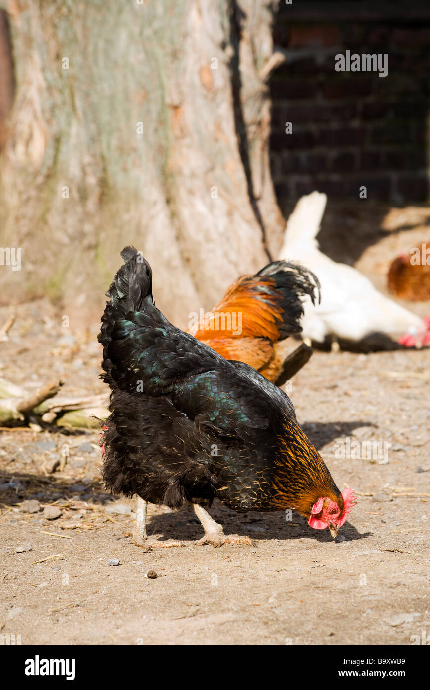 Free range chicken hi-res stock photography and images - Alamy