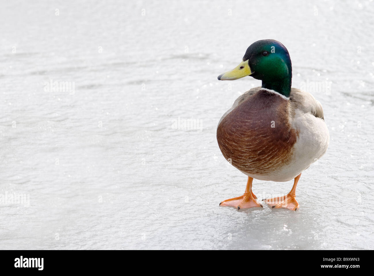 Frozen duck feet hi-res stock photography and images - Alamy