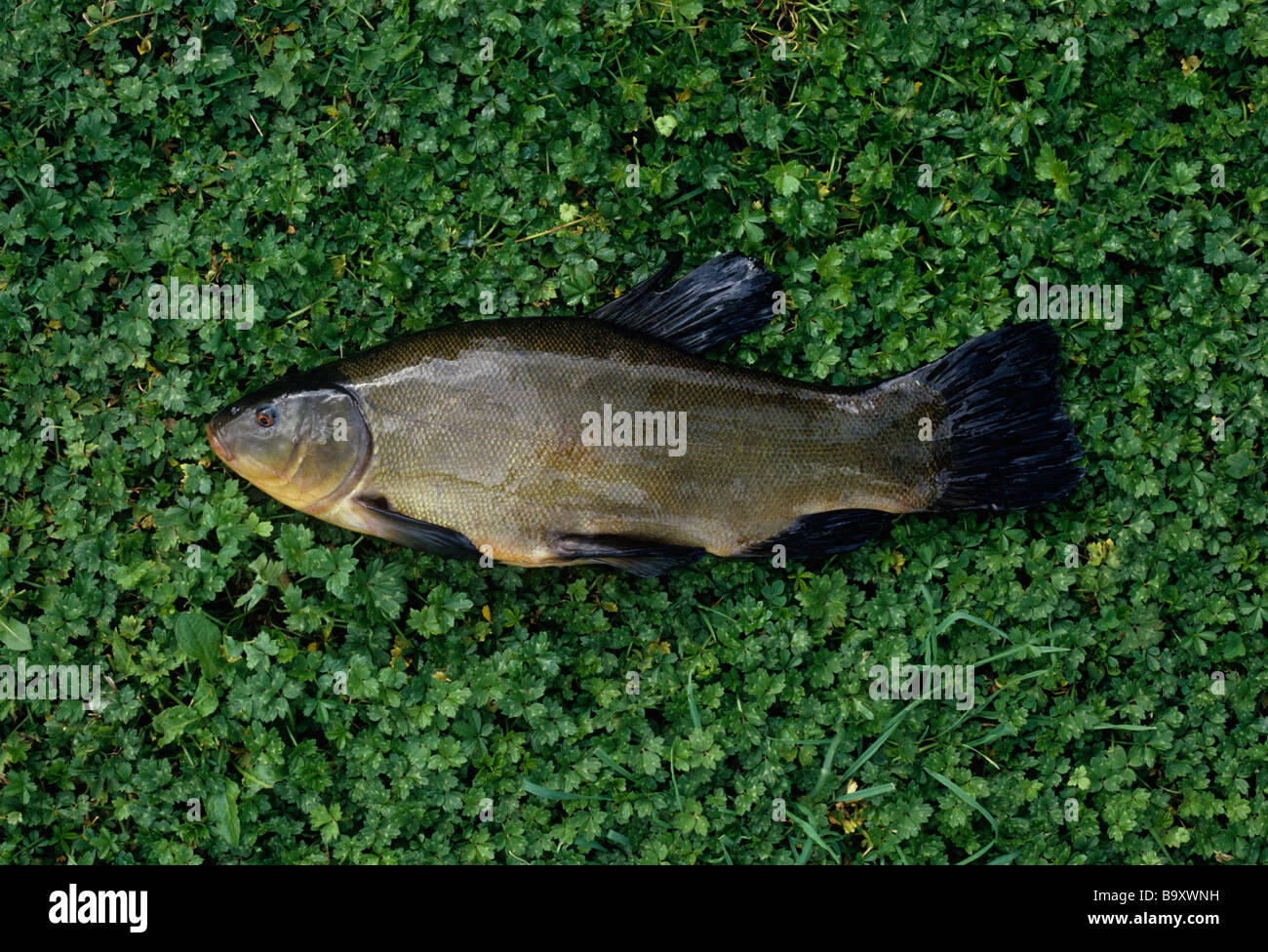 Tench (Tinca tinca) male Photographed 15 January Stock Photo - Alamy