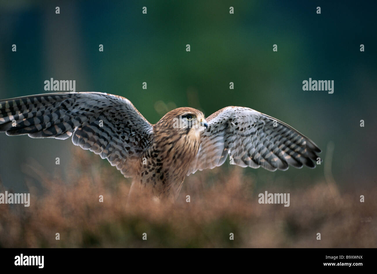 Kestrel in Scottish Heather with wings outstretched Stock Photo - Alamy