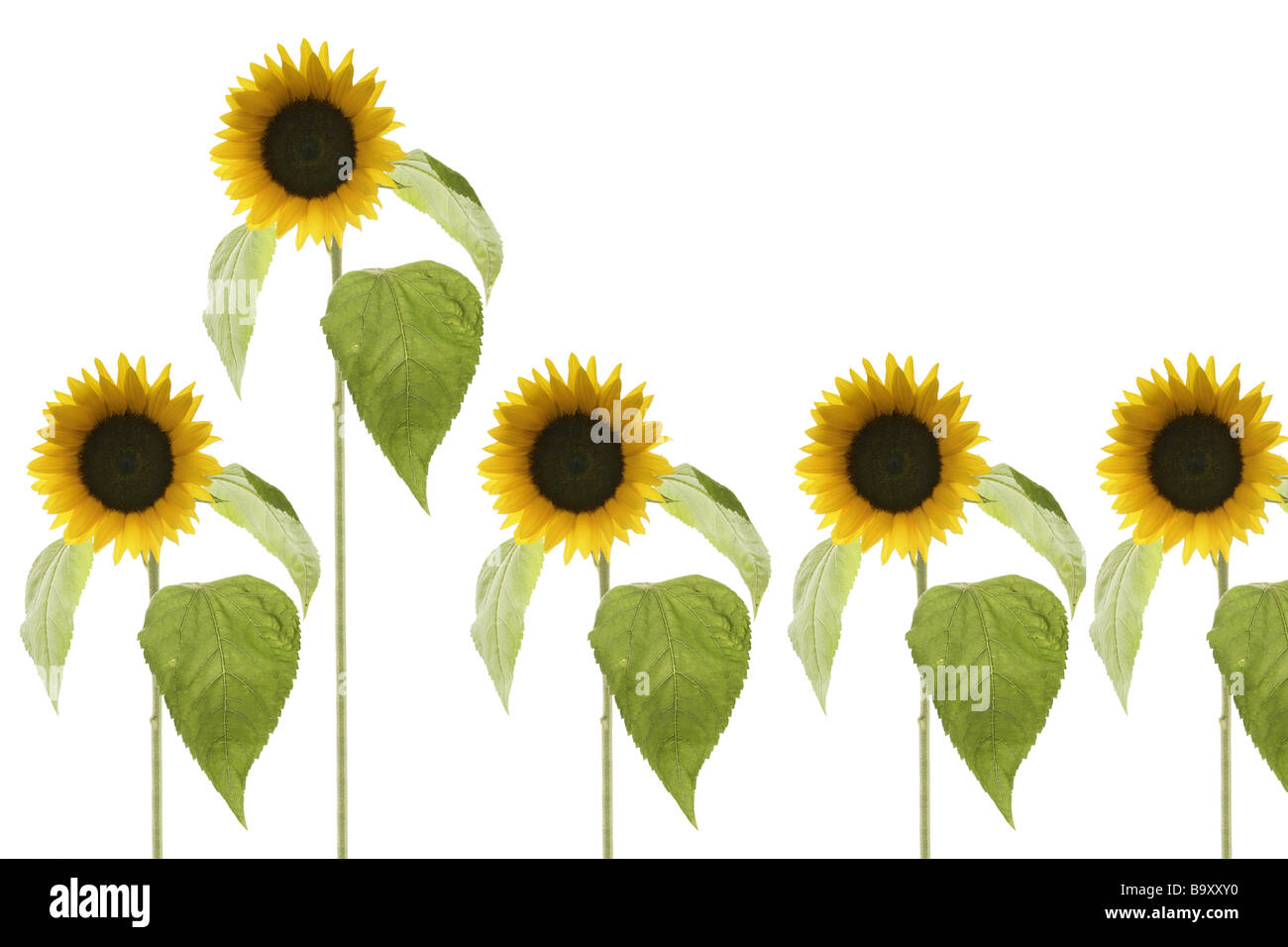 Testing plant species hi-res stock photography and images - Alamy