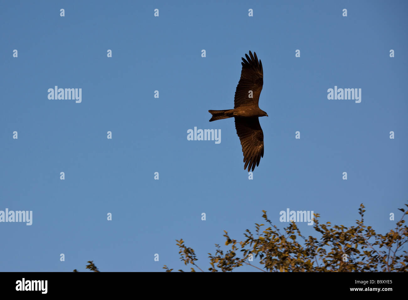 Brown Hawk in Flight in Agra India Stock Photo - Alamy