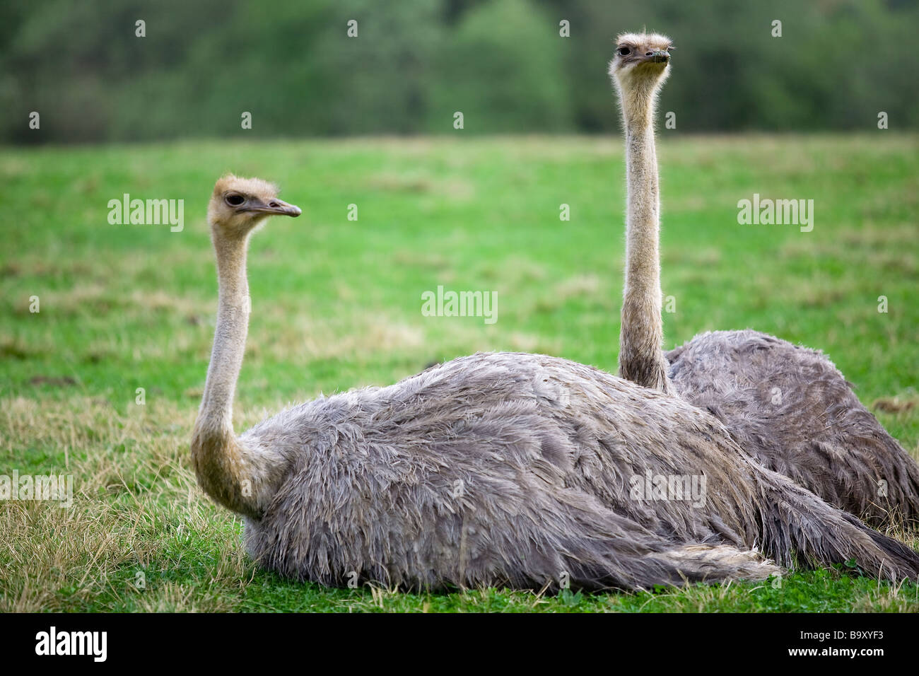 ostrich couple ( Struthio camelus ) resting on a grassland Stock Photo ...