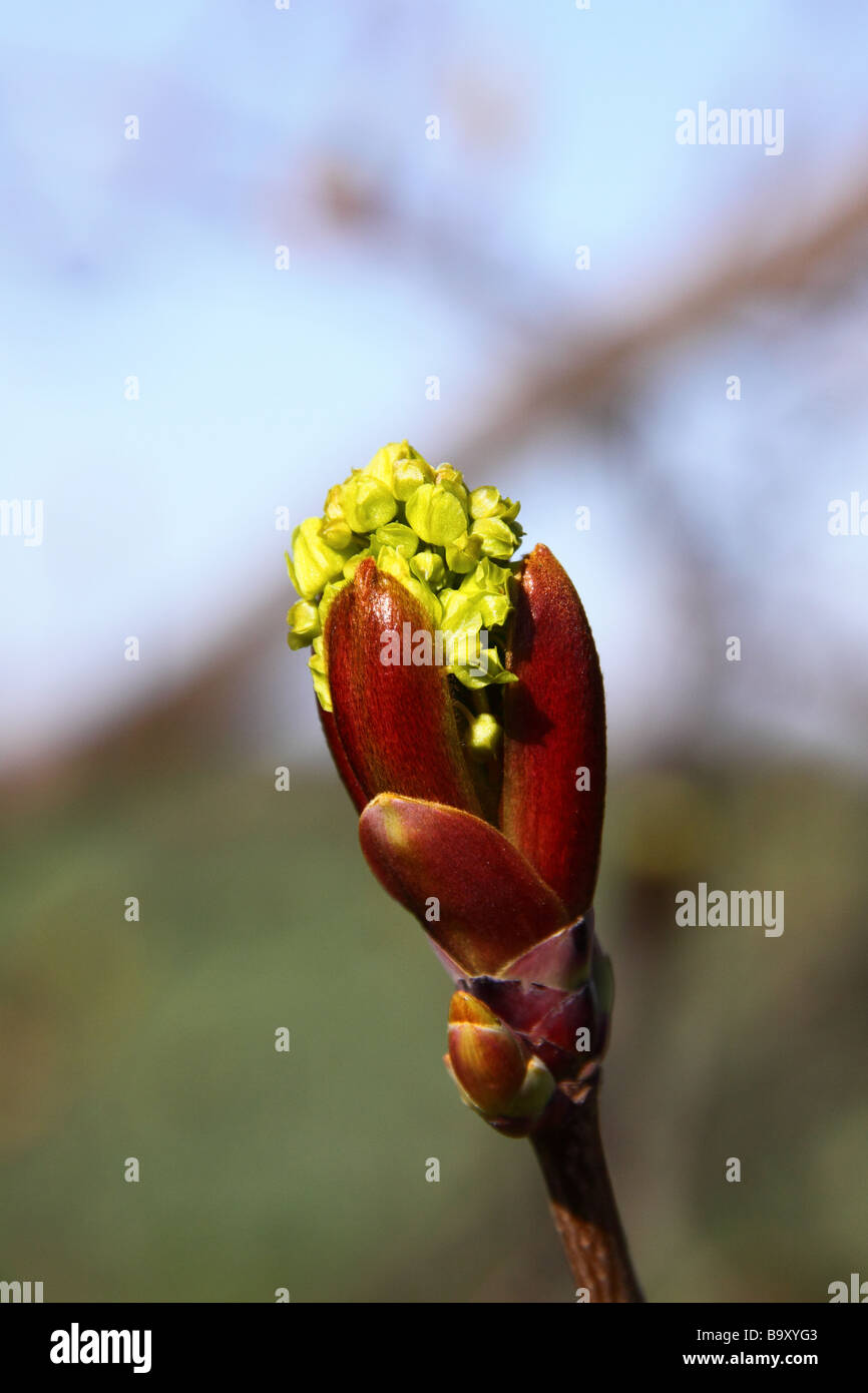 Leaf bud from a maple tree just about to burst open Stock Photo - Alamy