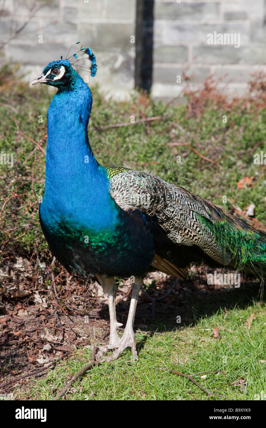 Indian Peacock standing Stock Photo - Alamy