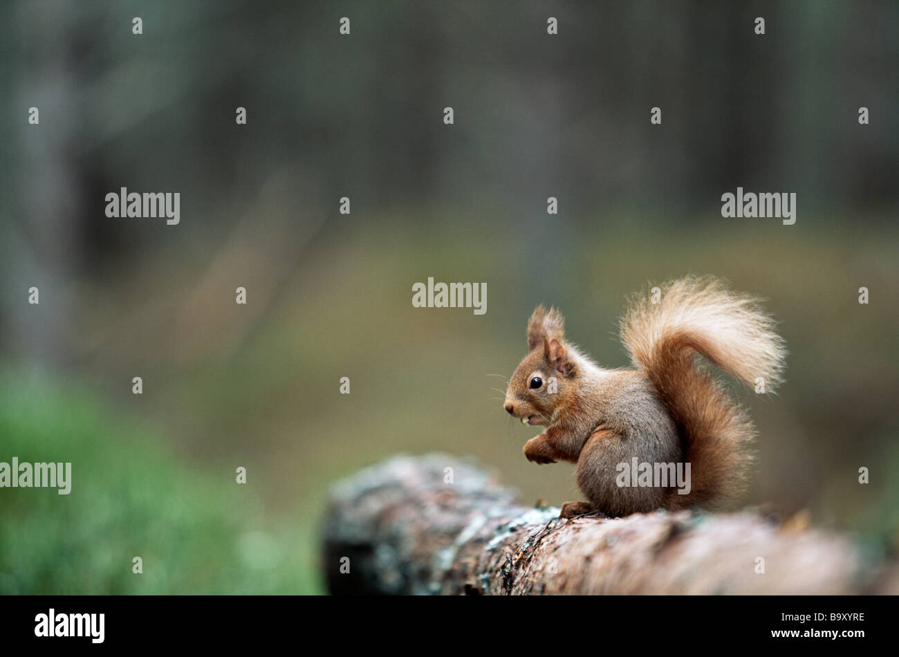 Red Squirrel sat eating on fallen log Stock Photo - Alamy
