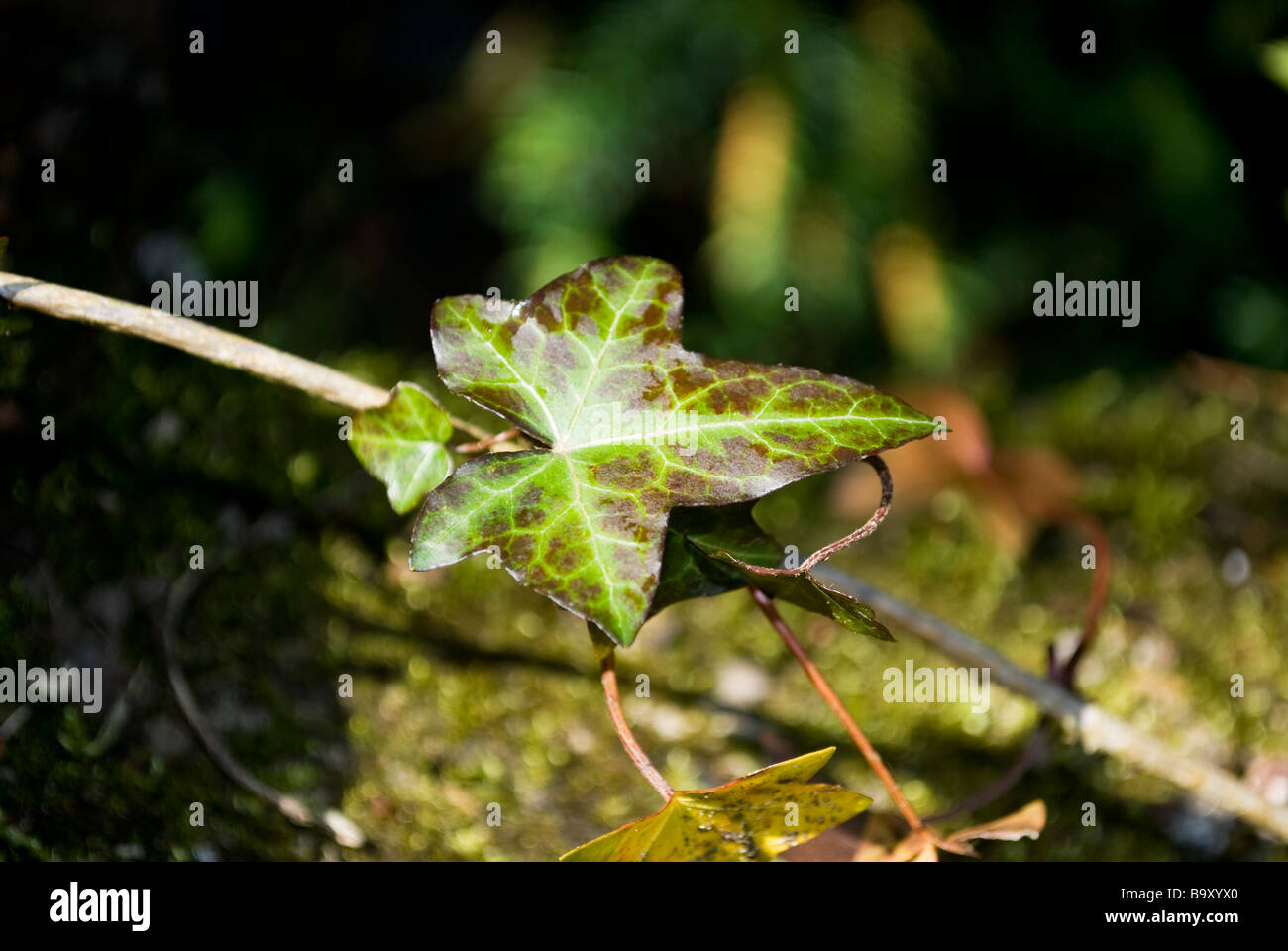 Ivy leaf hi-res stock photography and images - Alamy