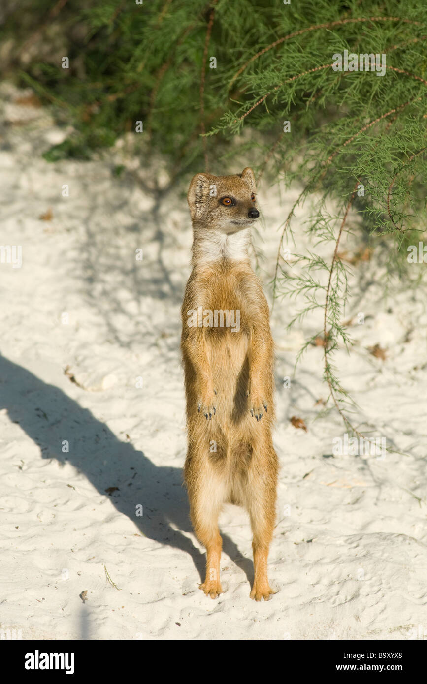 Suricata de suricata animal hi-res stock photography and images - Alamy