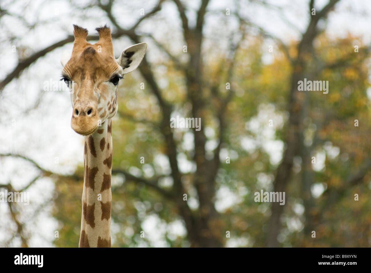 Giraffe from below hi-res stock photography and images - Alamy