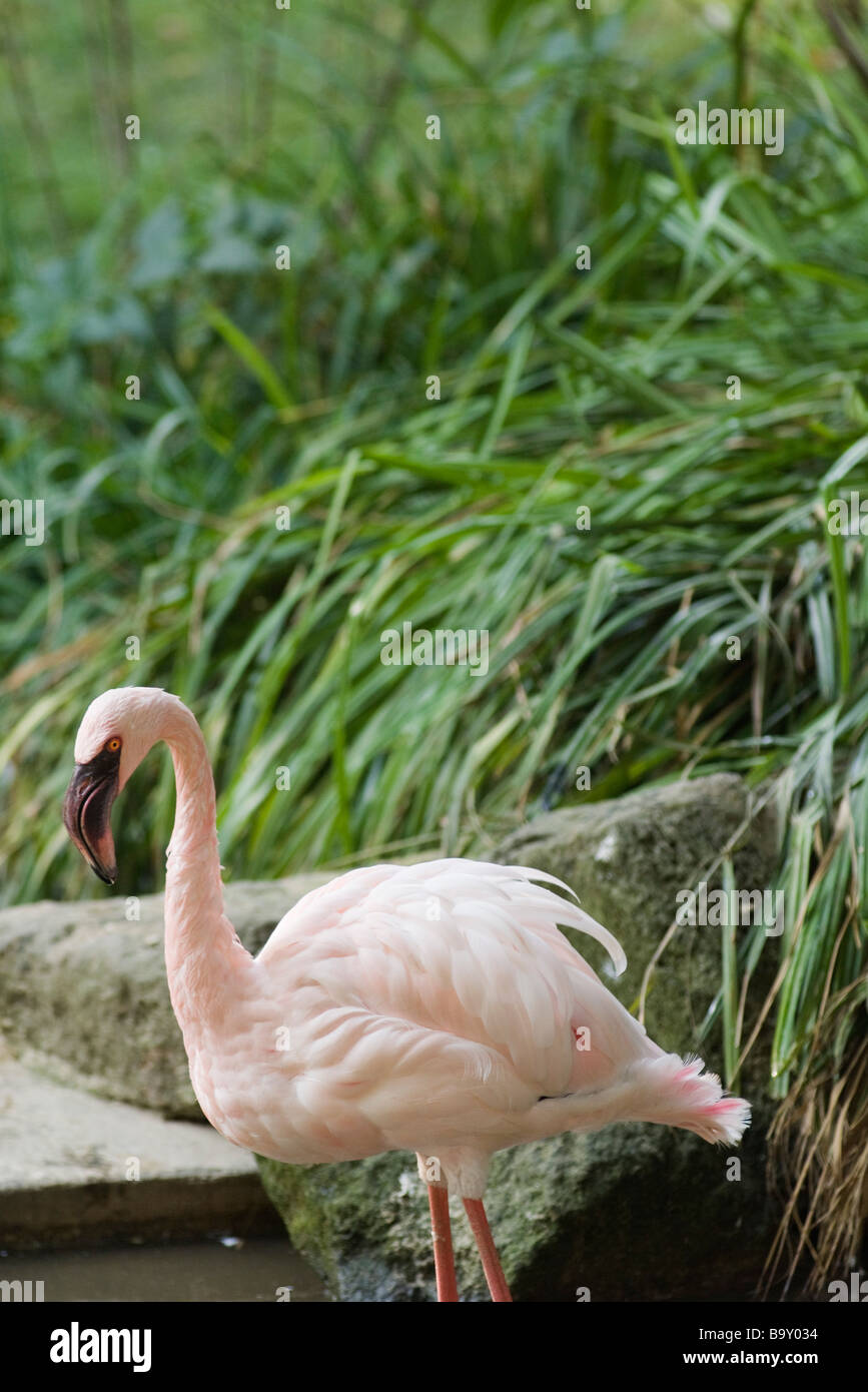 Lesser Flamingo (Phoenicopterus minor), in zoo Stock Photo - Alamy