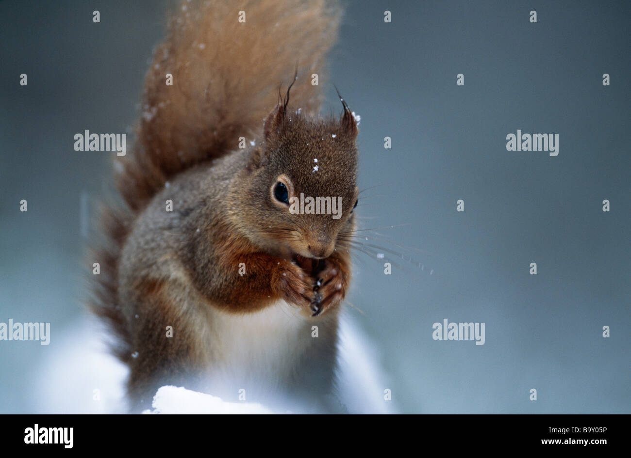 Red Squirrel sat eating on snow covered fallen log Stock Photo - Alamy