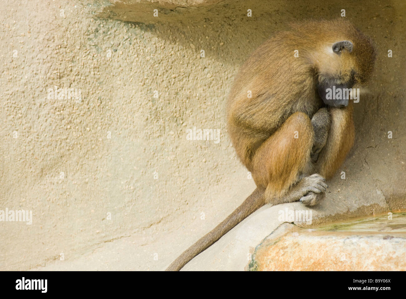 Baboon images hi-res stock photography and images - Alamy