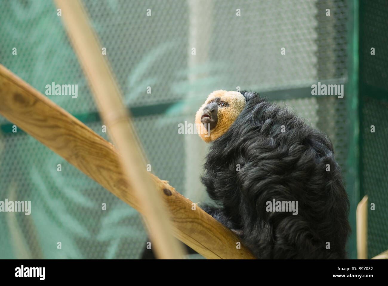 White faced saki hi-res stock photography and images - Alamy