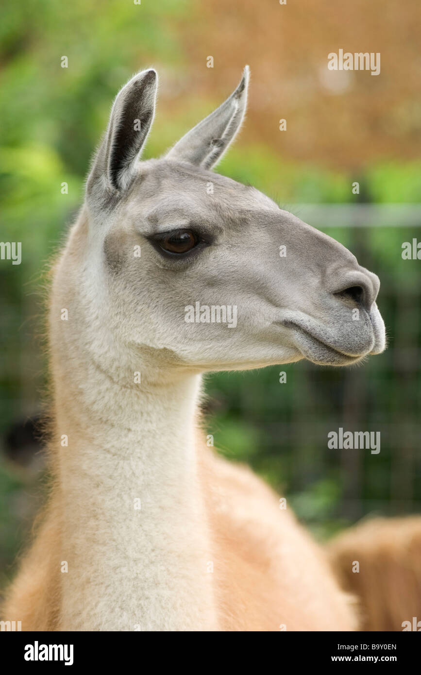 Three lamas hi-res stock photography and images - Alamy