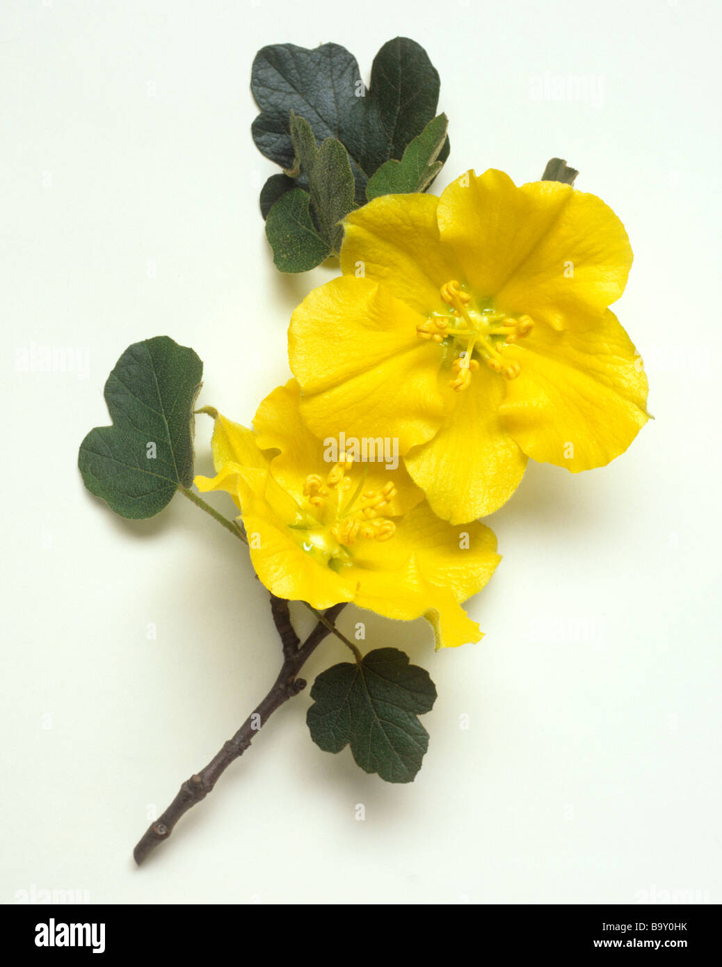 Fremontodendron californicum hi-res stock photography and images - Alamy