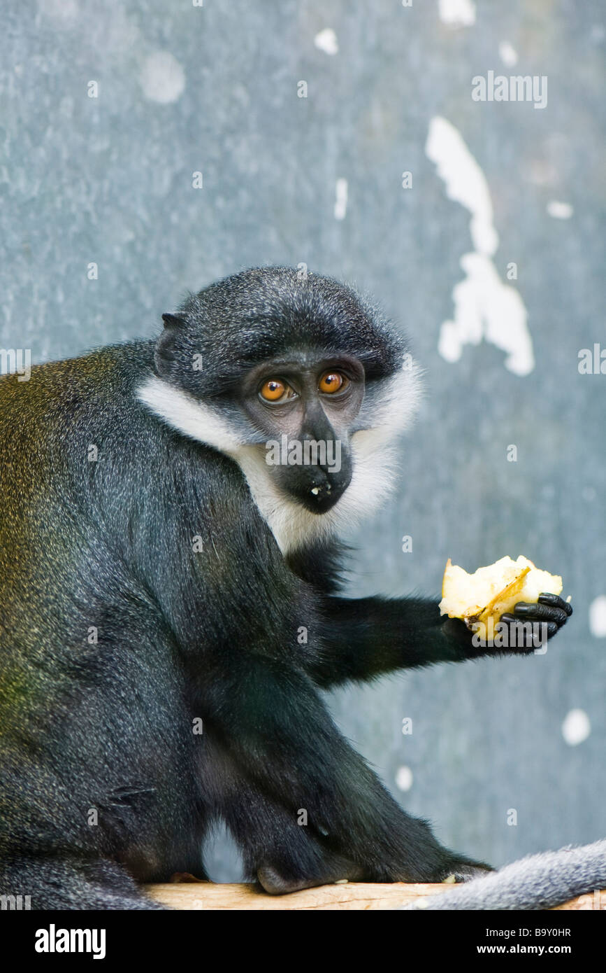 Diana Monkey (Cercopithecus diana), eating fruit Stock Photo - Alamy