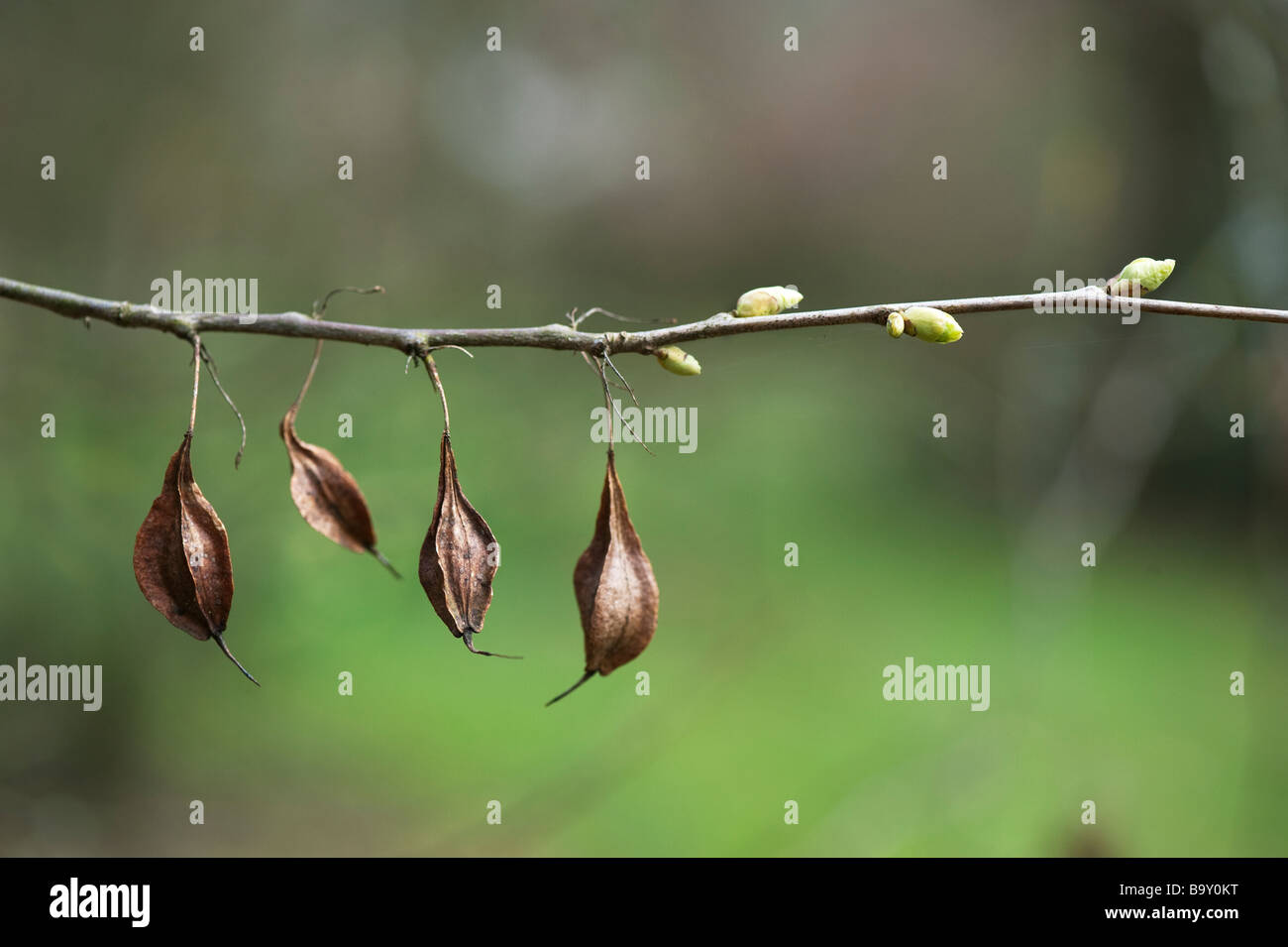 Hanging seed pods hi-res stock photography and images - Alamy