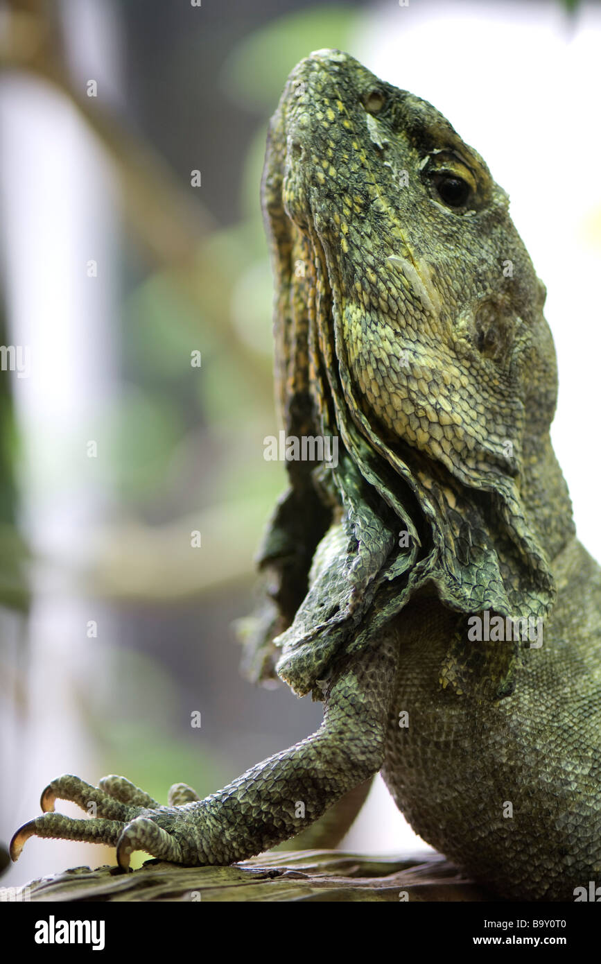 Frill-necked lizard (Chlamydosaurus kingii) looking up Stock Photo - Alamy