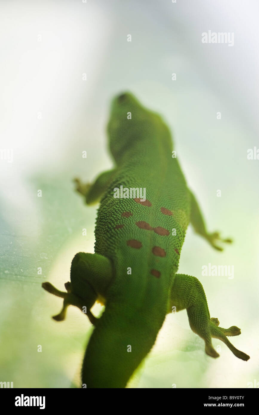 Spotted green lizard, cropped Stock Photo - Alamy