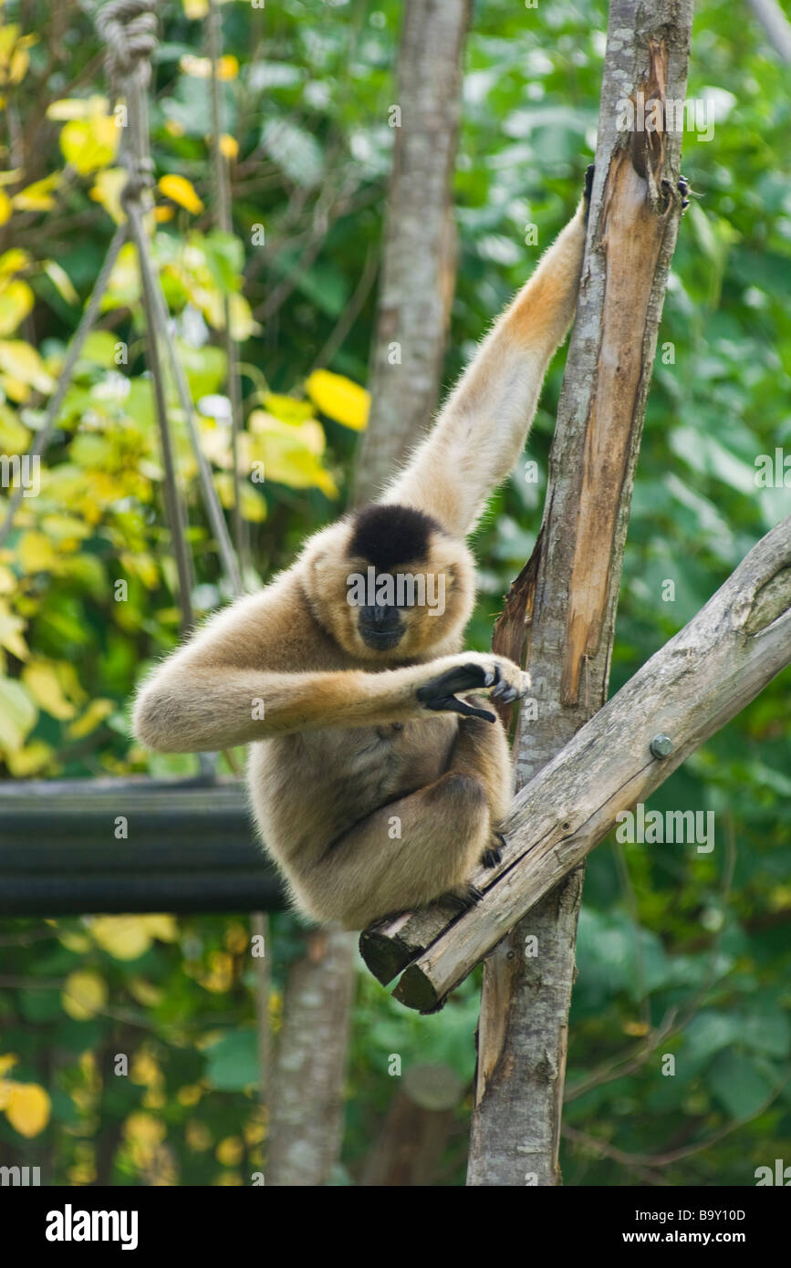Gibbon conservation hi-res stock photography and images - Alamy