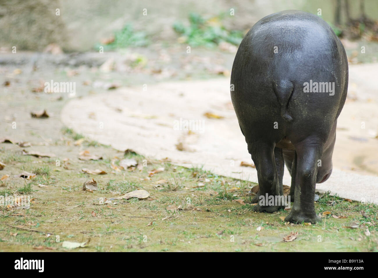 Hippopotamus (Hippopotamus amphibius), rear view Stock Photo - Alamy