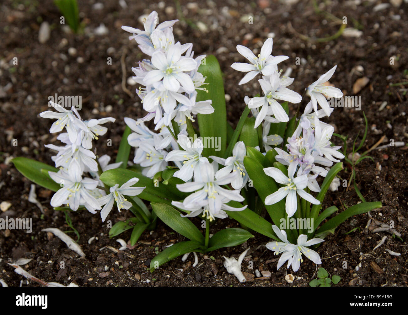 White squill scilla hi-res stock photography and images - Alamy