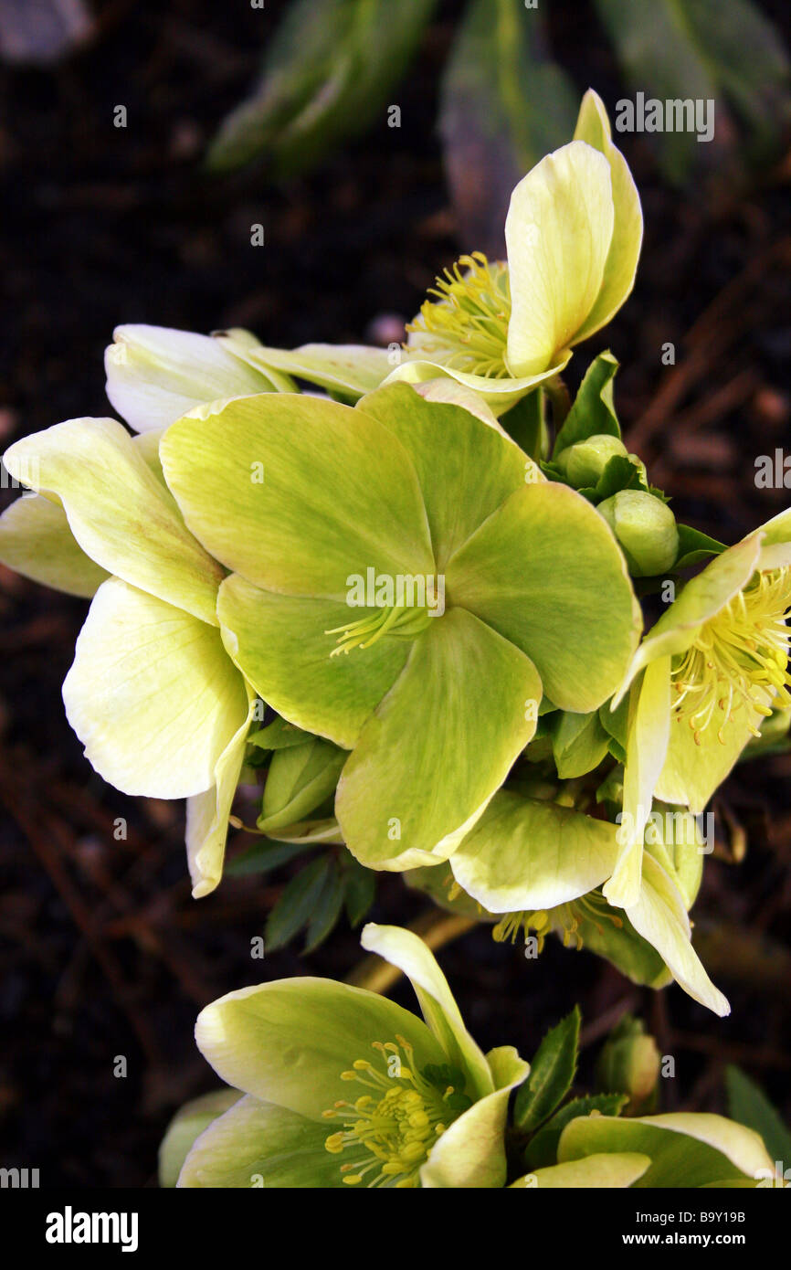 Hellebore borders hi-res stock photography and images - Alamy