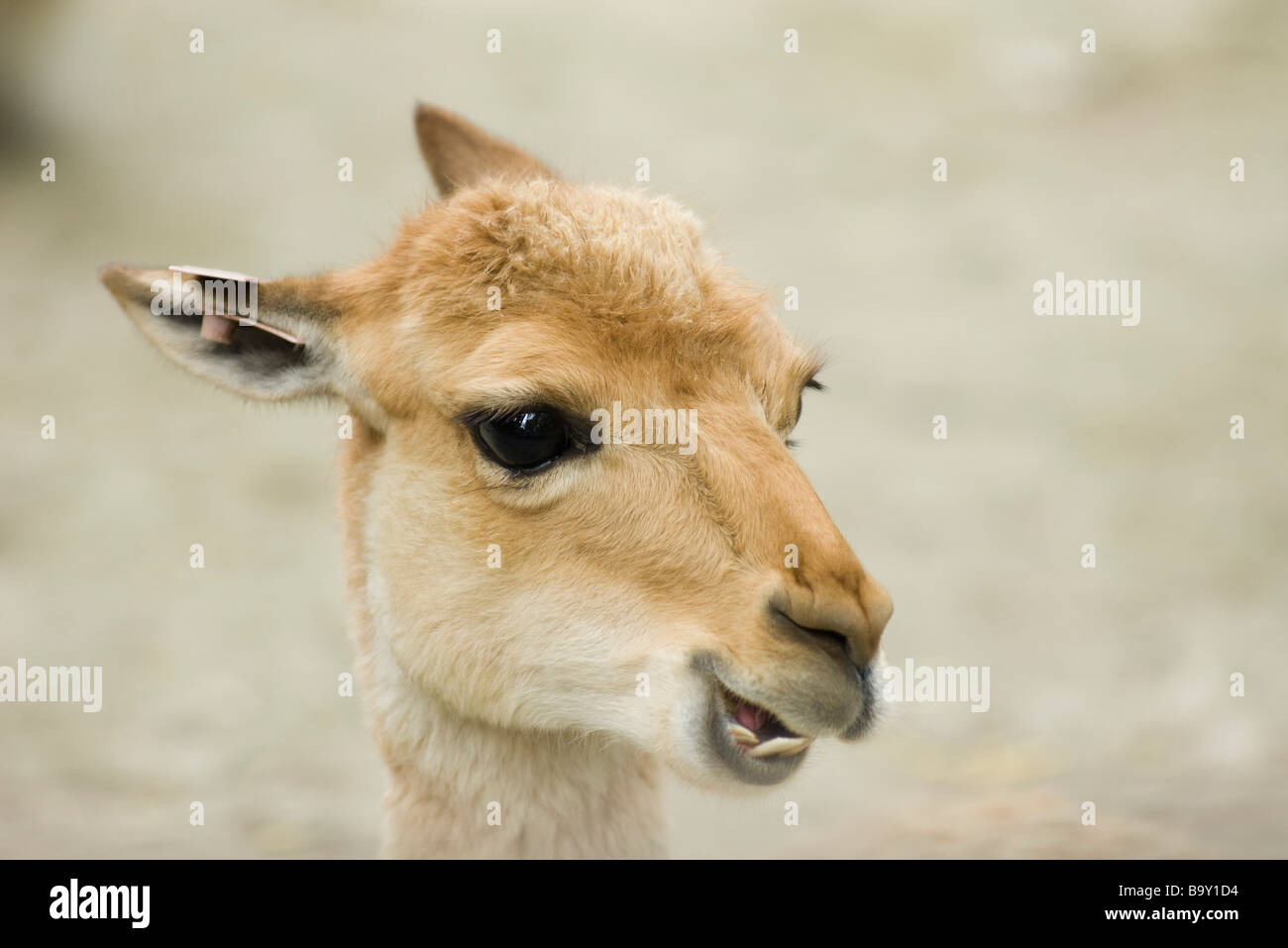 Young antelope, close-up Stock Photo - Alamy