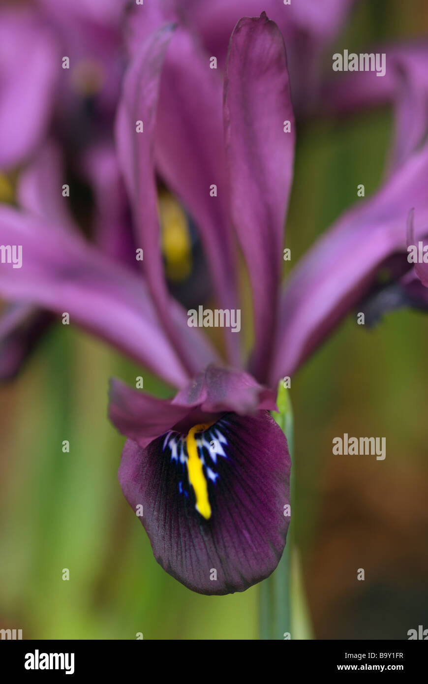Iris reticulata dijt hi-res stock photography and images - Alamy