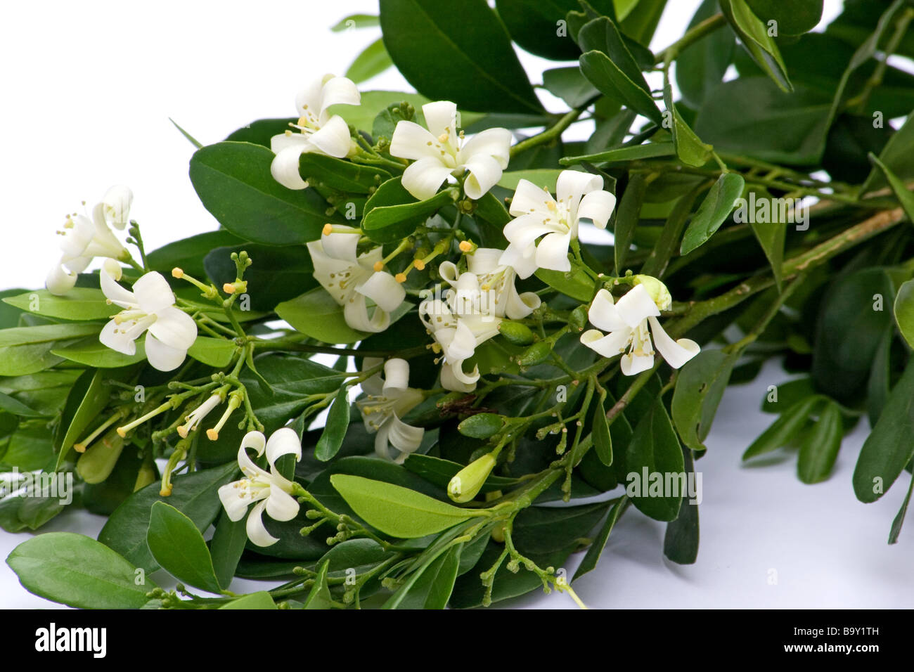 Orange jasmine hi-res stock photography and images - Alamy