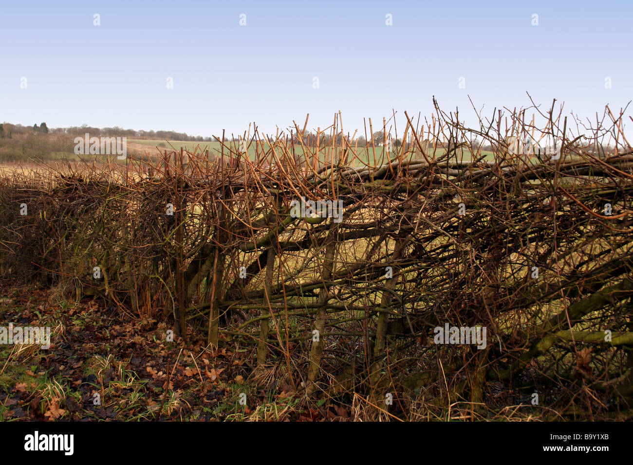 CRATAEGUS. HAWTHORN LAYERED HEDGE IN WINTER Stock Photo - Alamy