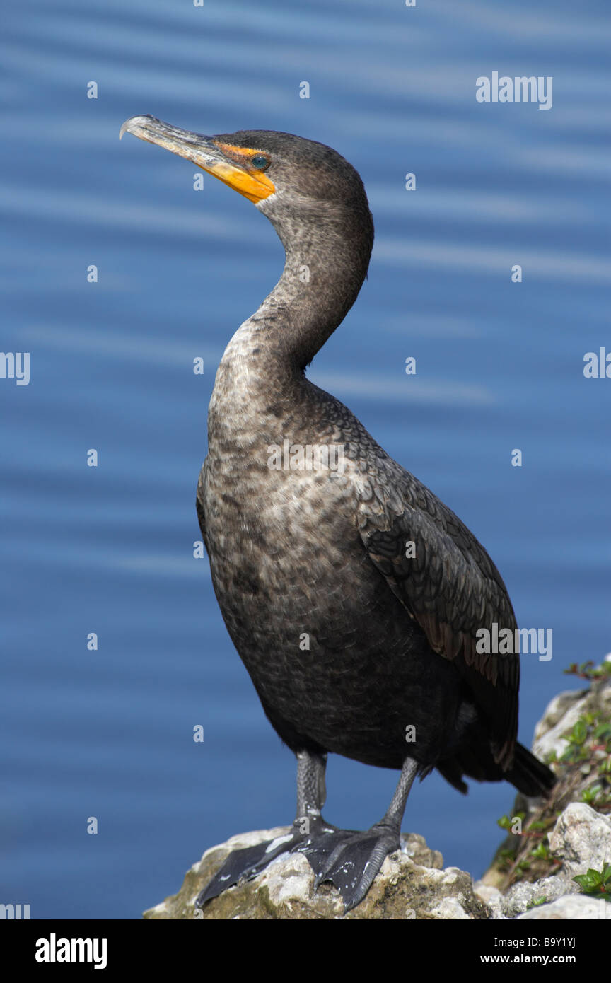 Juvenile Double Crested Cormorant High Resolution Stock Photography and ...