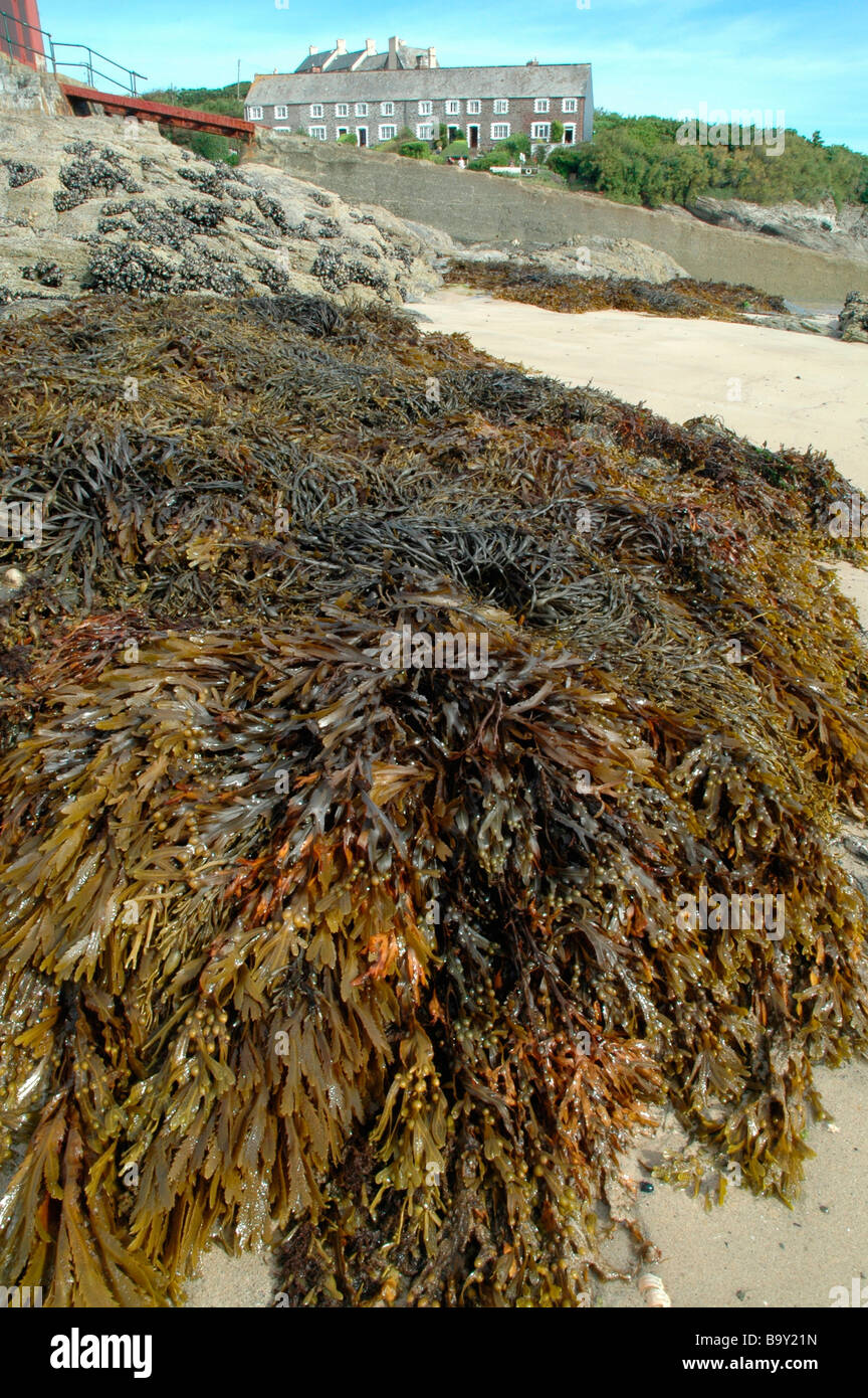 Bladder wrack Fucus vesiculosus and toothed wrack Fucus serratus ...