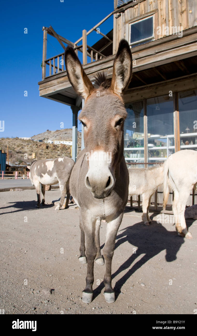 Burro donkey Oatman Arizona USA Stock Photo - Alamy