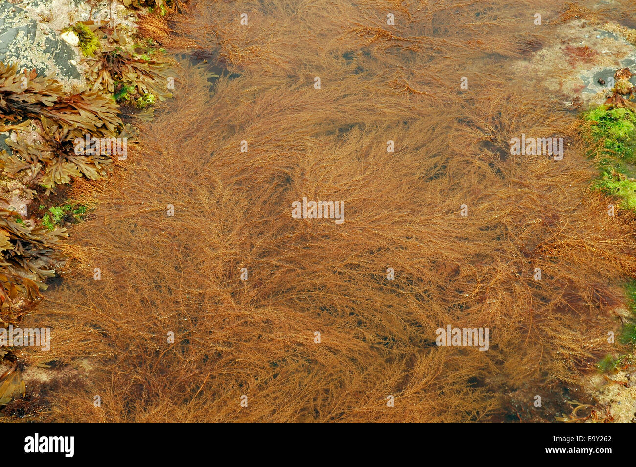 Japweed Sargassum muticum an invasive alien brown seaweed clogging up a ...
