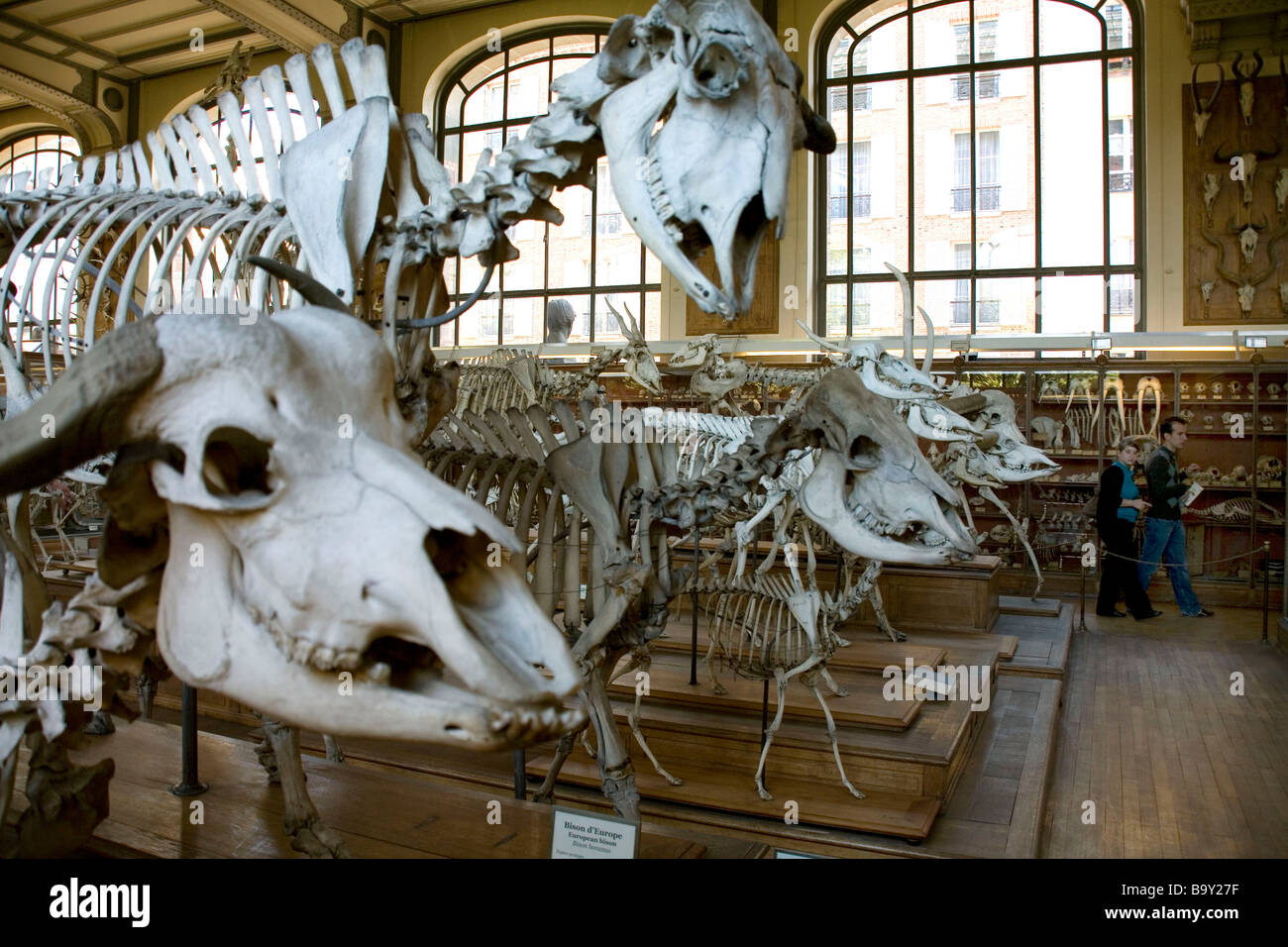 Paris museum natural history hi-res stock photography and images - Alamy