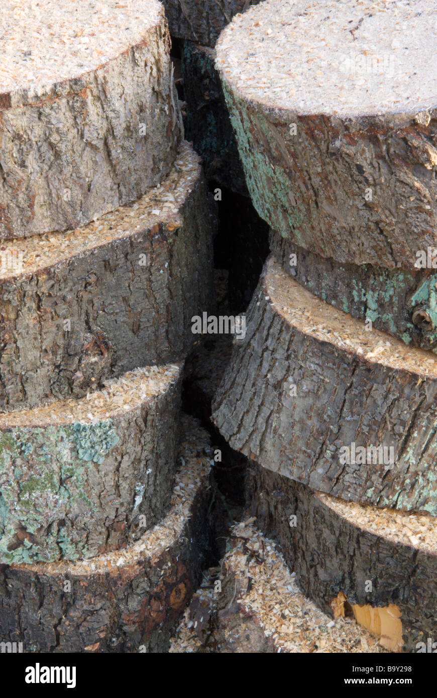 Felling of piles hi-res stock photography and images - Alamy