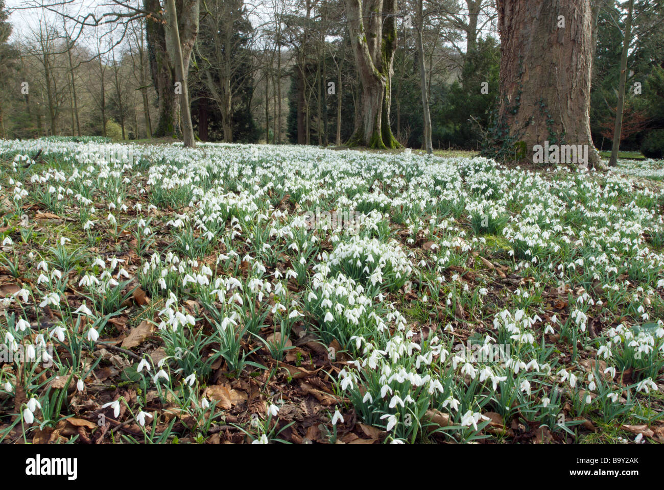 Colesbourne Park Snowdrops High Resolution Stock Photography and Images ...