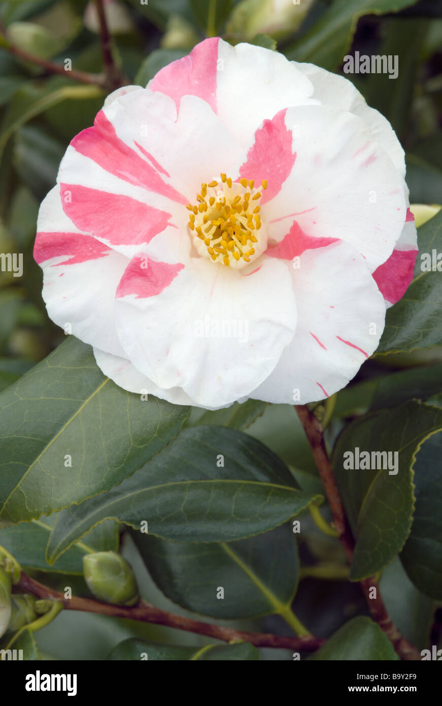 Common camellia japonica flowering hi-res stock photography and images ...
