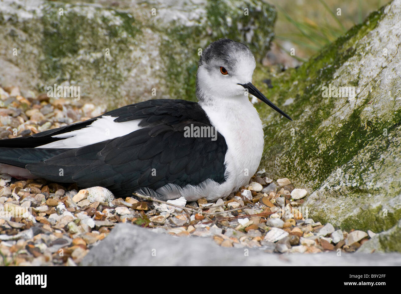 Type of stilt hi-res stock photography and images - Alamy