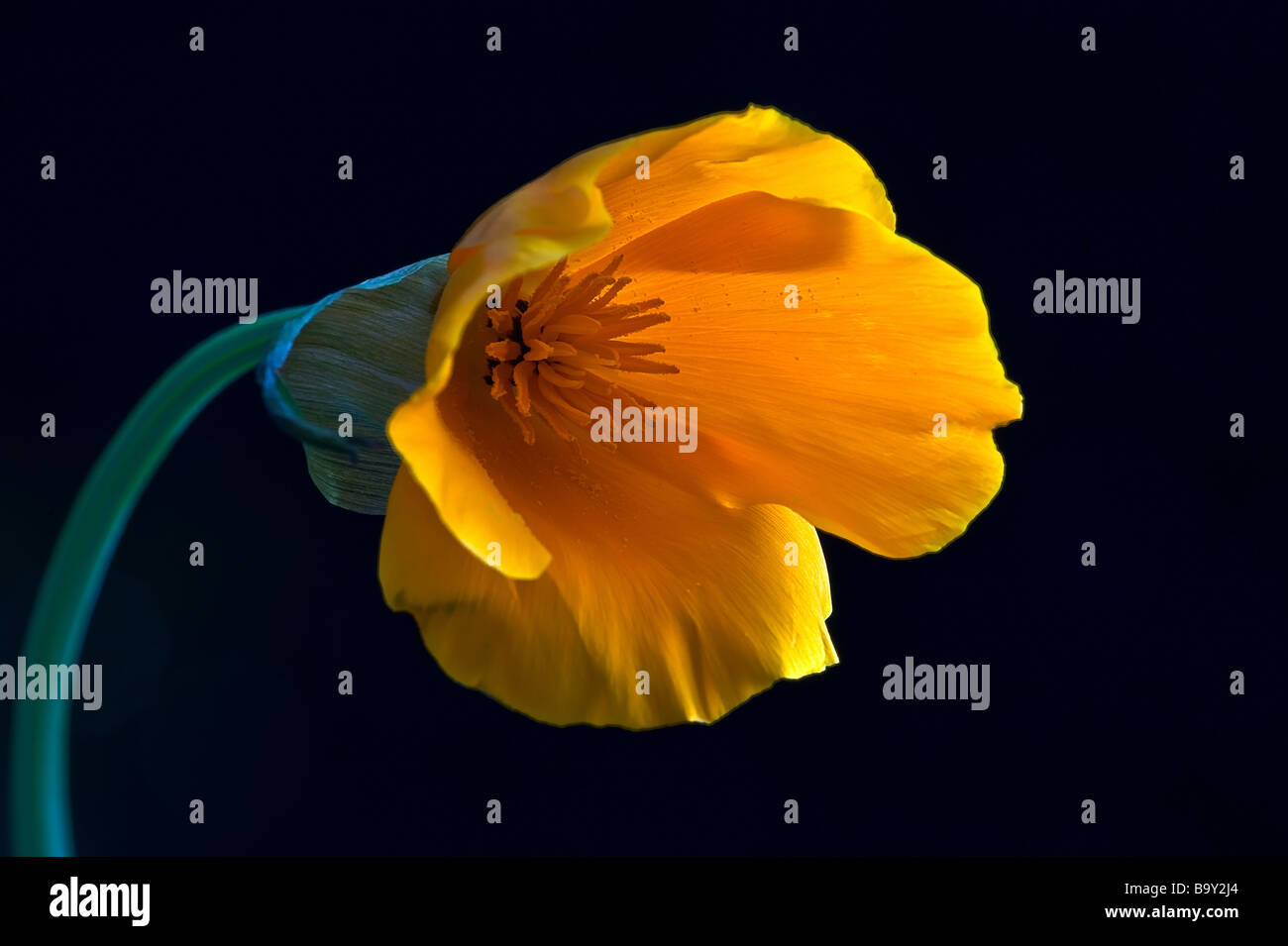 Poppy foliage hi-res stock photography and images - Alamy