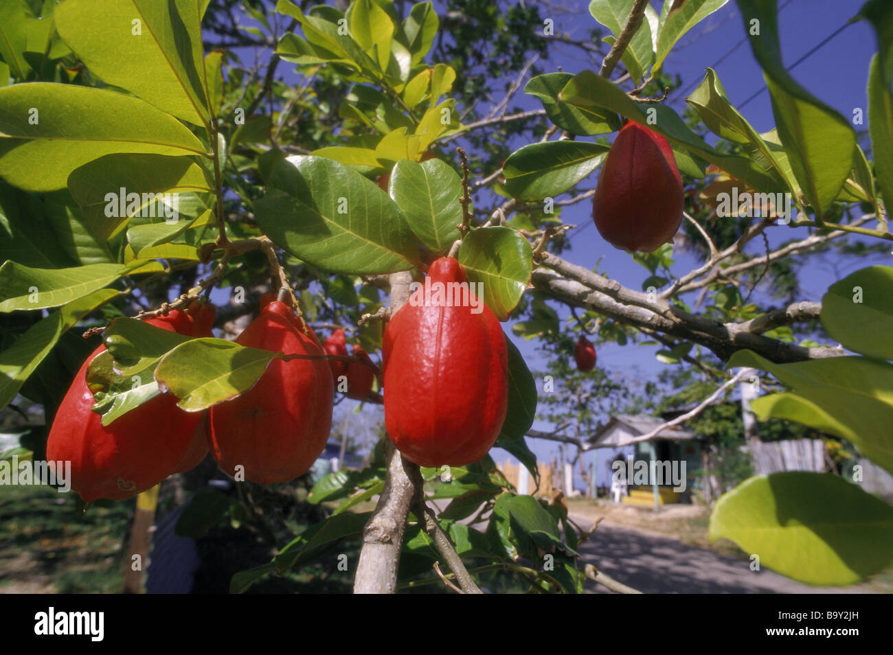 Ackee tree hi-res stock photography and images - Alamy