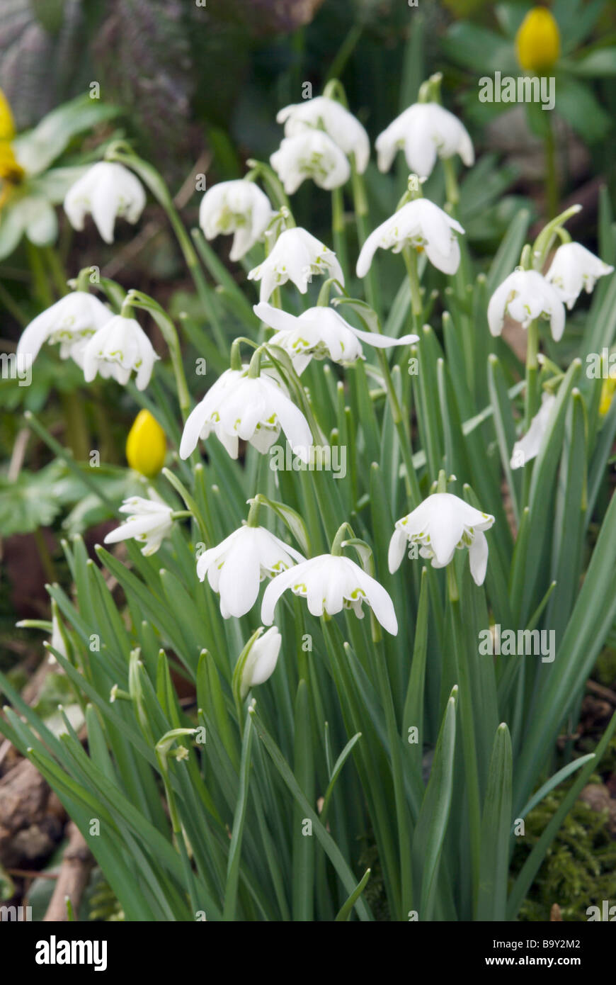 Double early species hi-res stock photography and images - Alamy