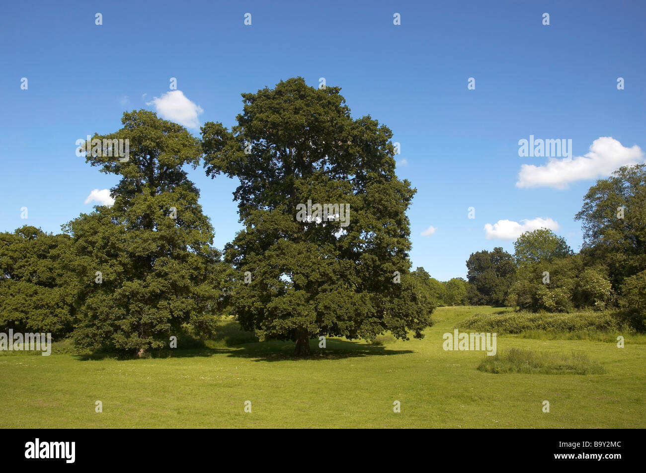 Green trees in full leaf hi-res stock photography and images - Alamy